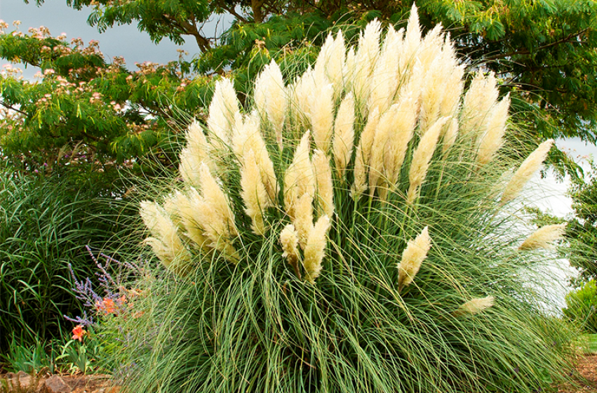 Plume Tastic Ornamental Grasses Mcdonald Garden Center